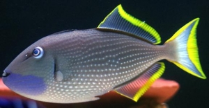 Bluejaw Trigger: Male - Xanthichthys auromarginatus