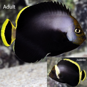 Grey Poma: Adult - Chaetodontoplus melanosoma