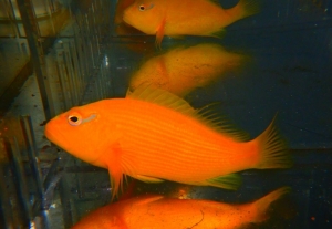 GOLDEN HAWK - TAHITI