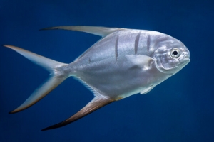 Palometa Fish; Tank Raised - Trachinotus goodei
