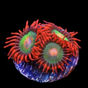 Gatorade Zoa-Zoanthus pulchellus