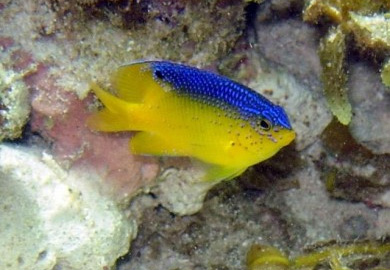 Beau Gregory Damsel; Atl. - Stegastes leucostictus