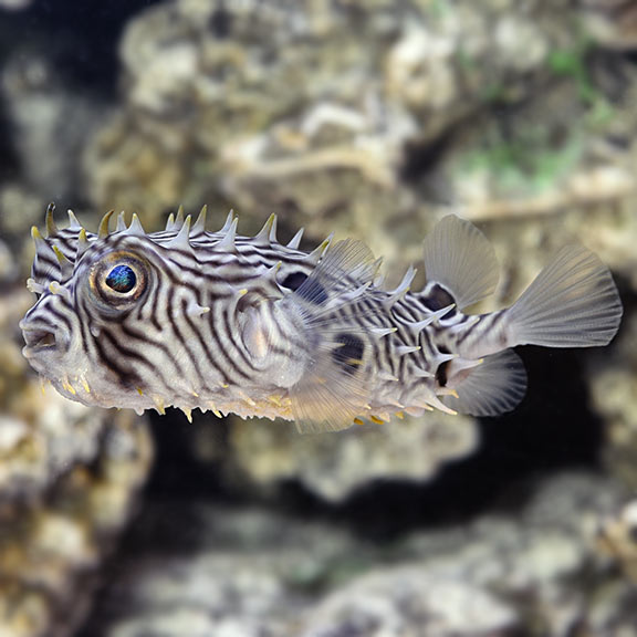 Spiny Box Puffer - Chilomycterus schoepfi