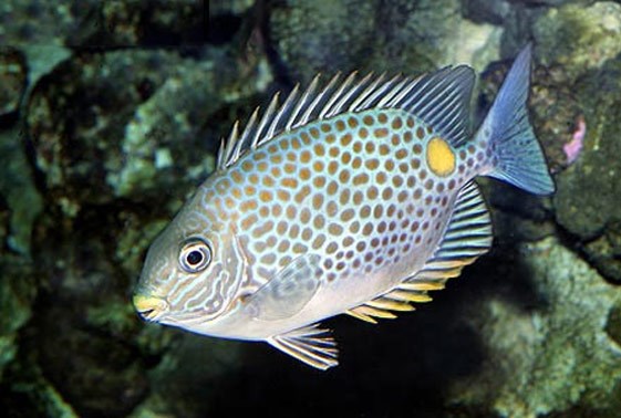 Yellow Blotch Rabbitfish - Siganus guttatus
