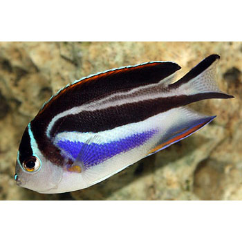 Bellus Angel Female Indo (Genicanthus bellus)