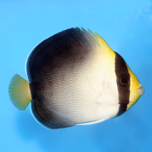 Singapore Angelfish Chaetodontoplus mesoleucus