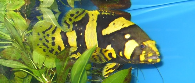 Bumblebee Grouper | Saltwater Groupers