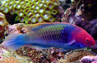 Ruby Head Fairy Wrasse