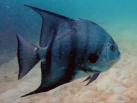 Atlantic Spade Fish