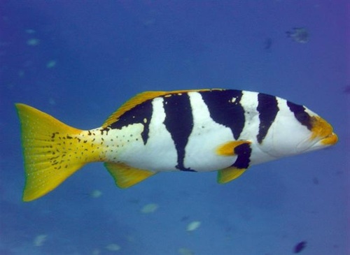 Saddle Grouper - Plectropomus laevis