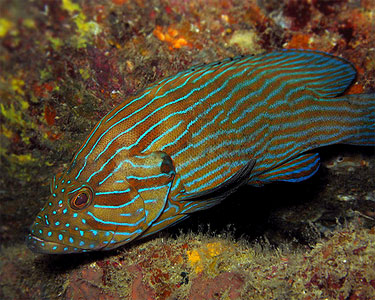 Boenacki (Blueline) Grouper - Cephalopholis boenack