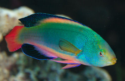 Scott's Fairy Wrasse Male AUST Cirrhilabrus scottorum