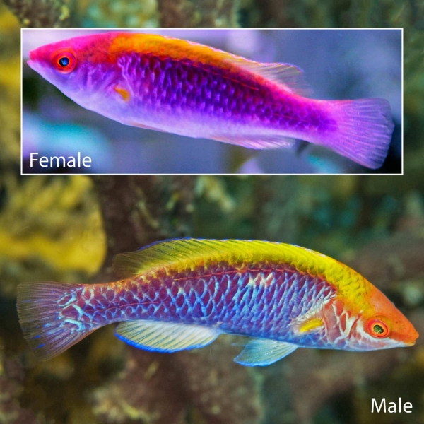 Tricolor Fairy Wrasse