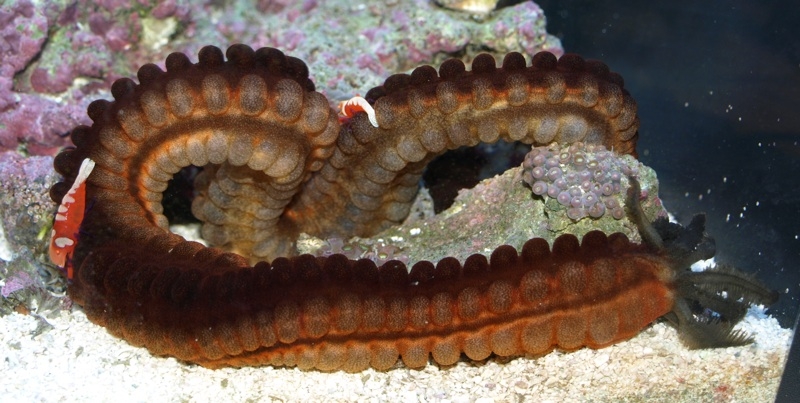 Medusa Worms