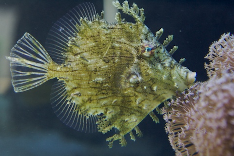 Tassle Filefish (Chaetodermis penicilligerus)