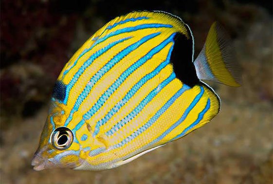 Fremblii Bluestripe Butterflyfish