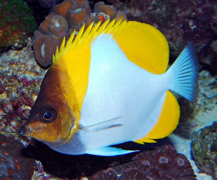 Yellow Zoster Butterflyfish (AKA Pyramid Butterfly)