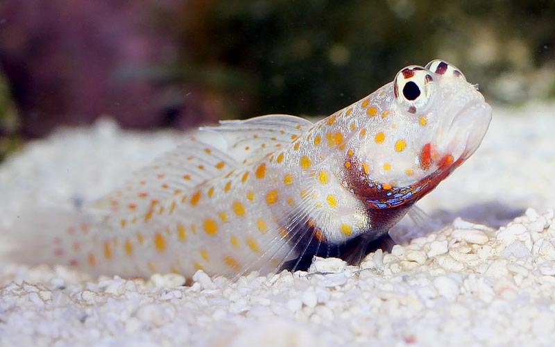 Orangespot Guttata Watchman Goby - Amblyeleotris guttata