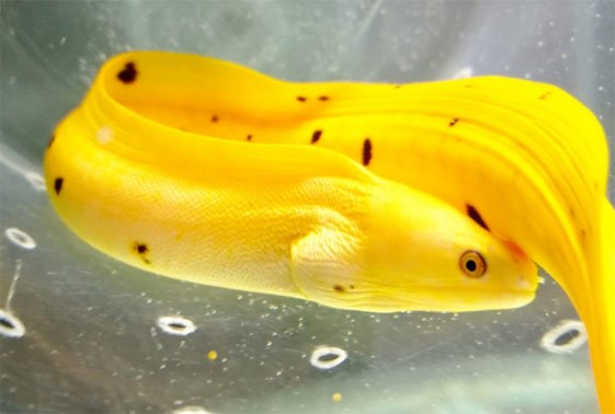 Yellow Canary Eel - Gymnothorax miliaris