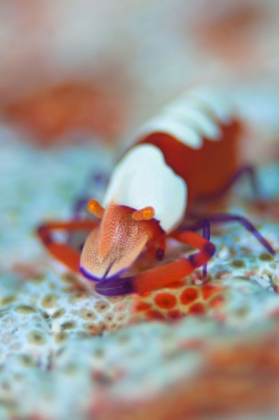 Emperor Shrimp - Periclimenes sp.