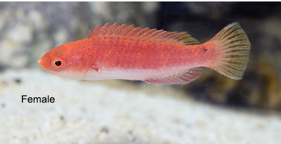 Ruby Finned Fairy Wrasse: Male & Female