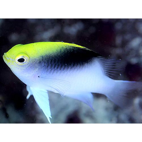 Rollands Damsel