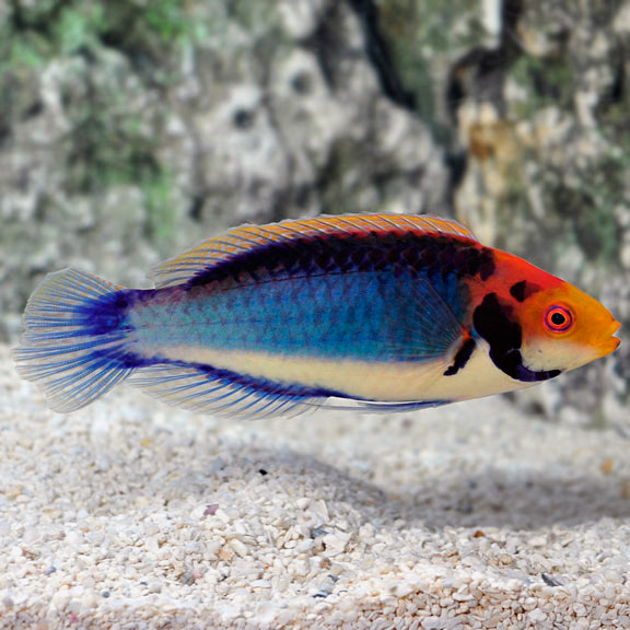 Red Head Solar Fairy Wrasse - Cirrhilabrus solorensis