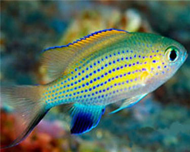 Vanderbilt Chromis - Chromis vanderbilt