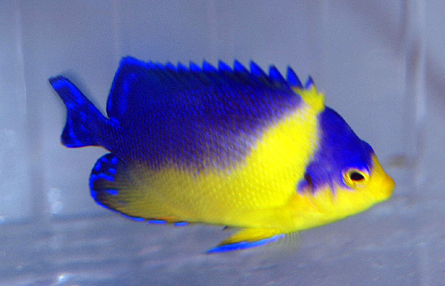 Venustus Angel - Centropyge venustus