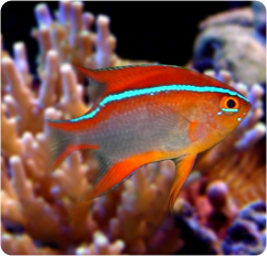 Red Honey Damsel - Neogli-crossi