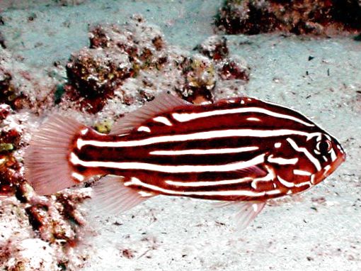 Gold Stripe Grouper - Grammistes sexlineatus