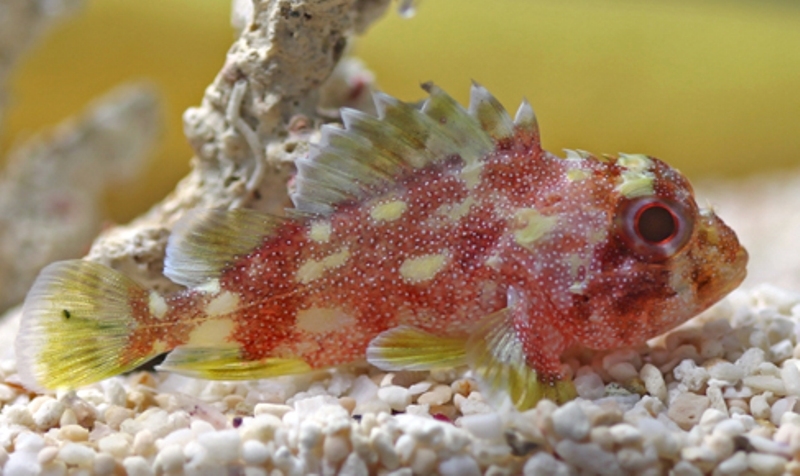 spotted scorpionfish
