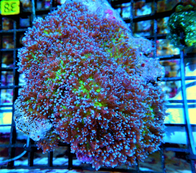 Frilly Mushroom: Purple - Discosoma sp. w/ Scleractinia