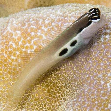 Two Spot Bimaculatus Blenny - Ecsenius bimaculatus
