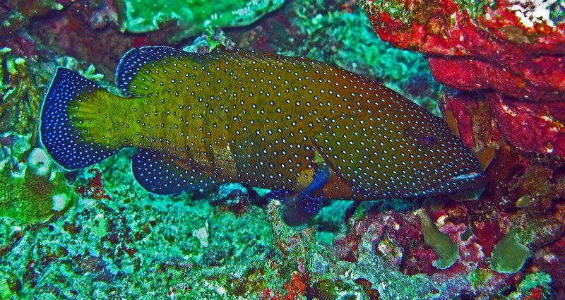 Argus Grouper - Cephalopholis argus