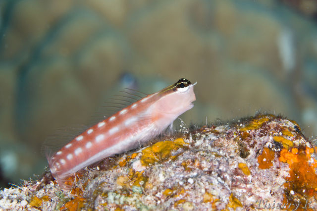 Segmented Sailfin Blenny - Salarias segmentatus