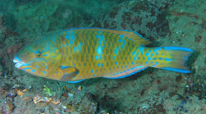 Blue-barred parrotfish-Scarus ghobban