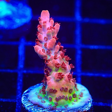 Maleficent-Acropora sp.