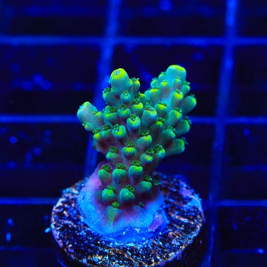 Mile High Acro-Acropora sp.
