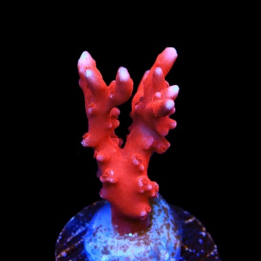 TNT Anacropora-Anacropora sp.