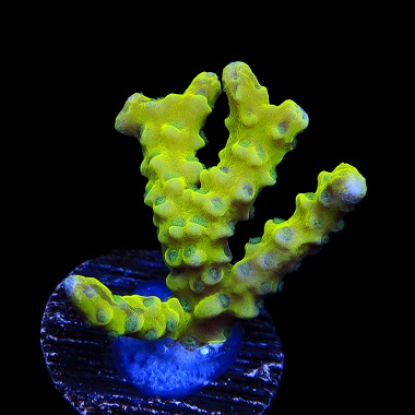 The Thing Anacropora-Anacropora sp.