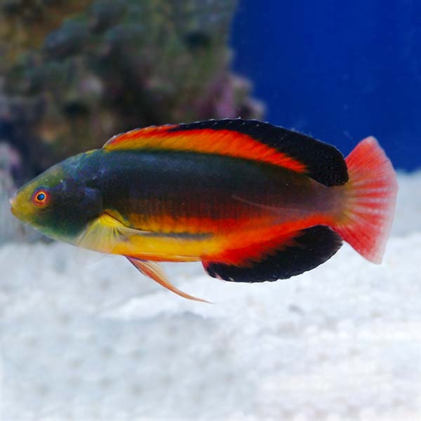 Scott's Fairy Wrasse Male Fiji (Cirrhilabrus scottorum)