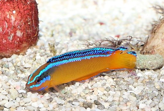 Neon Dottyback - Pseudochromis aldabraensis