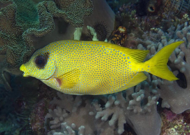 Golden Rabbit Fish - Siganus puelloides