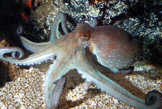 Common Octopus - Octopus vulgaris