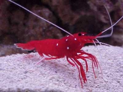 Blood Red Fire Shrimp- Lysmatta debelius