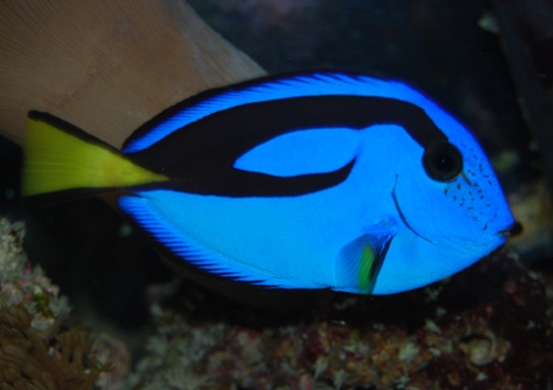 Blue Hippo Tang-Paracanthurus hepatus (Wild Caught or Captive Bred)