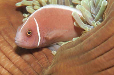 Pink Skunk Clown - Amphiprion perideraion