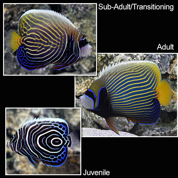 Imperator Angel: Juv - Pomacanthus imperator