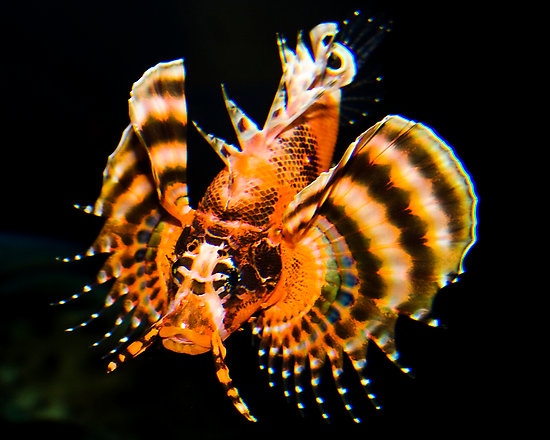 Fu Manchu Lionfish